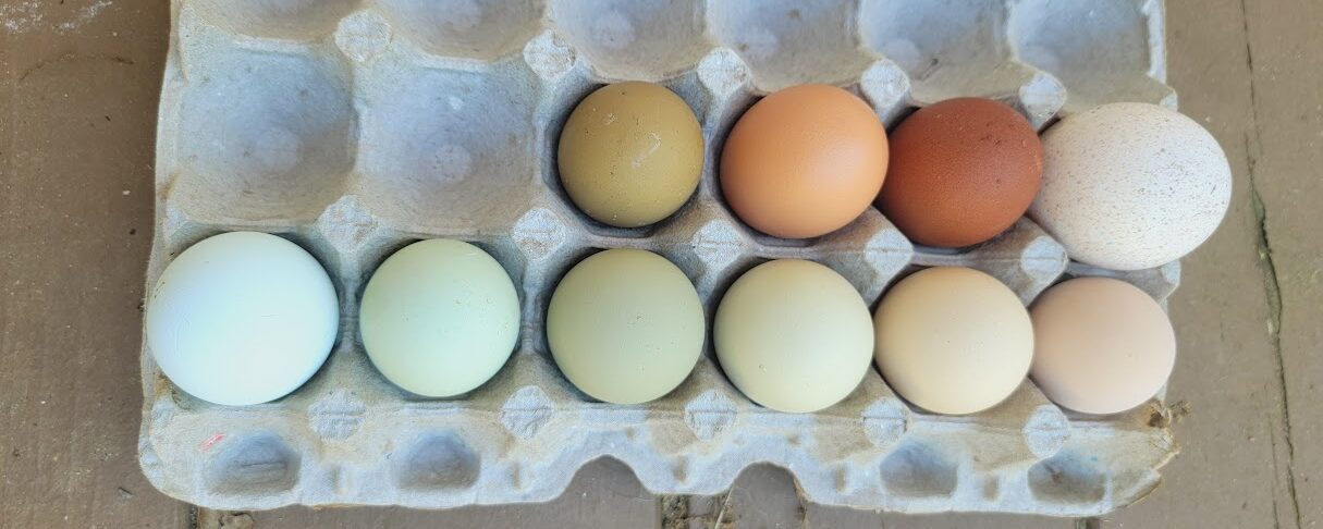 Egg-citing Egg Facts: Understanding Chicken Egg Colors - Firefly Range