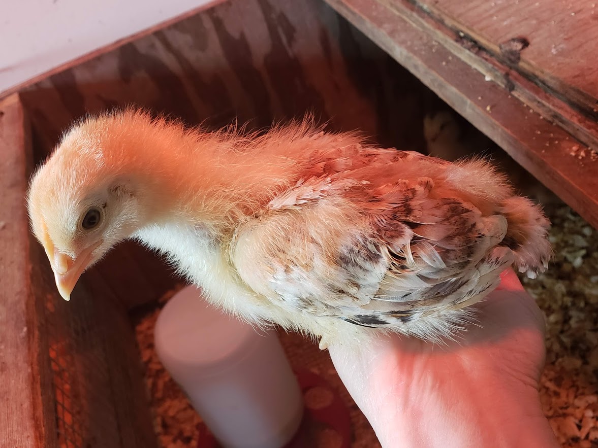 How To Raise Friendly Baby Chicks On Your Homestead - Firefly Range